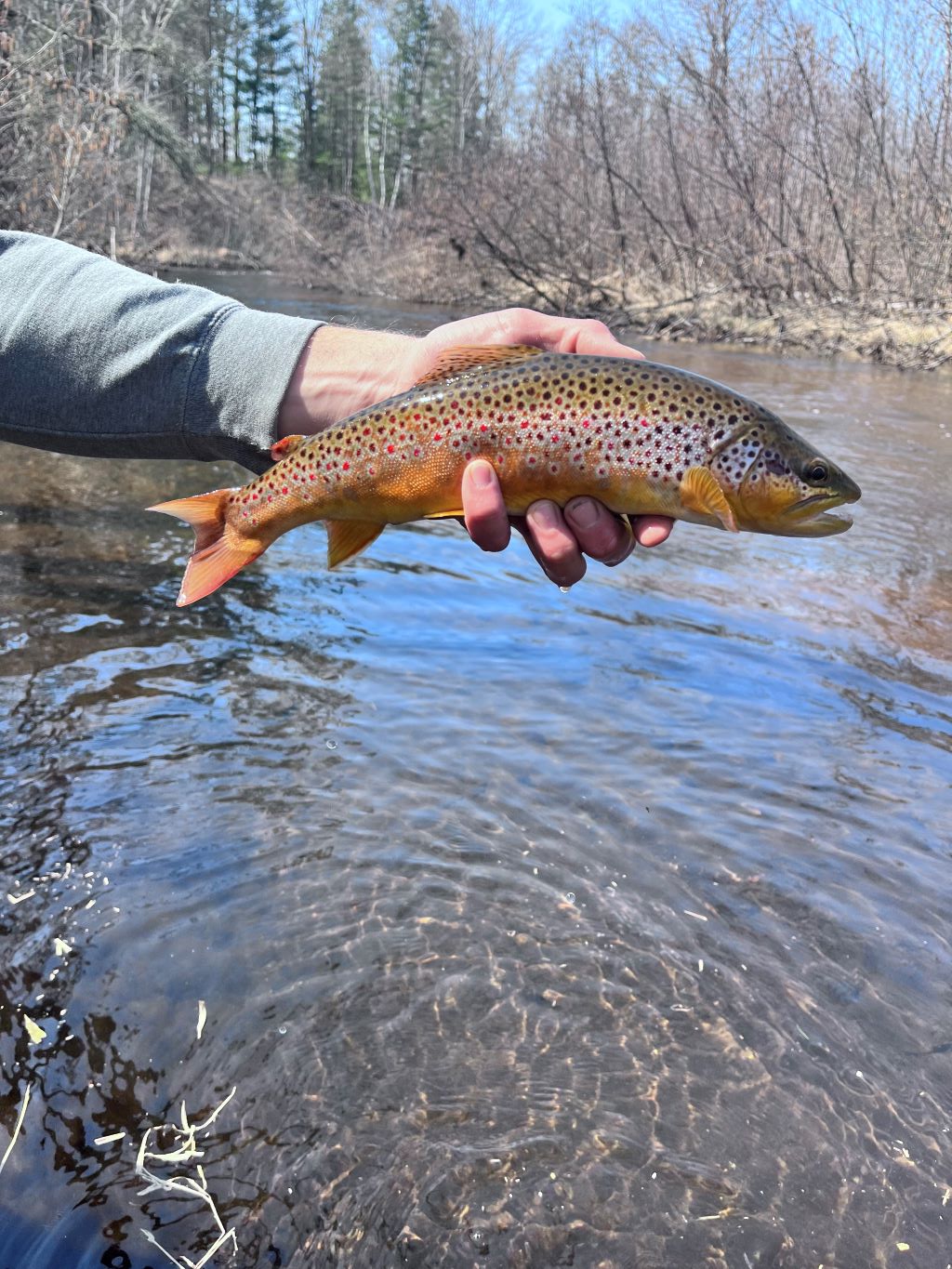Fishing Report - Manistee River Lodge