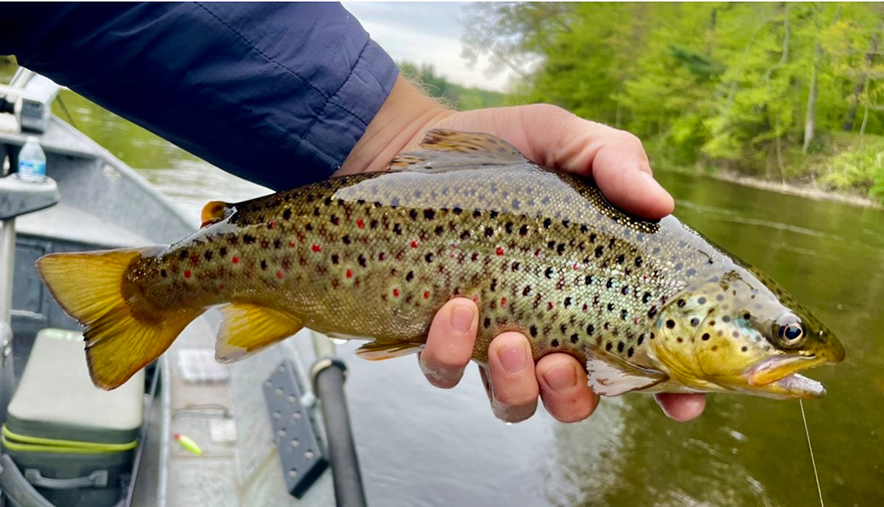 Fishing Report - Manistee River Lodge